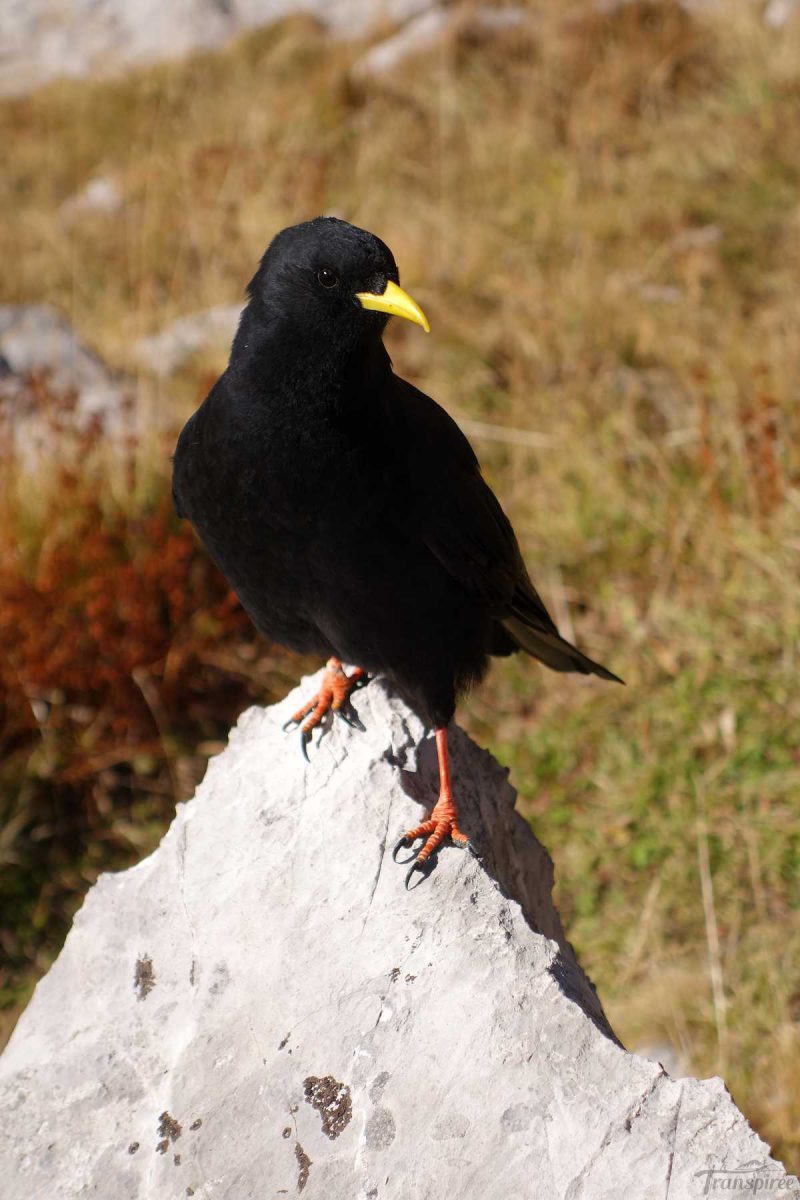 Randonnée à la Tour Mayen depuis Crête du Fer et les lacs Segray et ...
