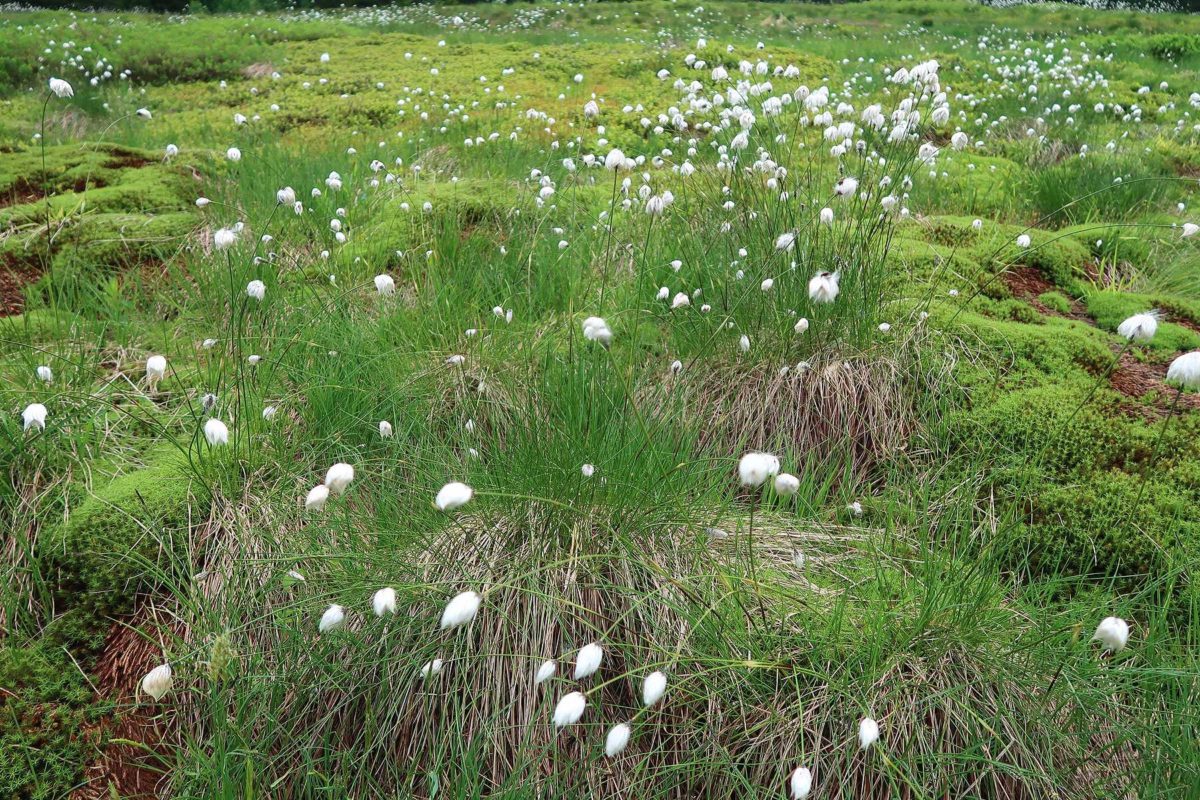 Randonnée à Creux du Croue depuis La Bourbe (Lac des Rousses) – Transpiree