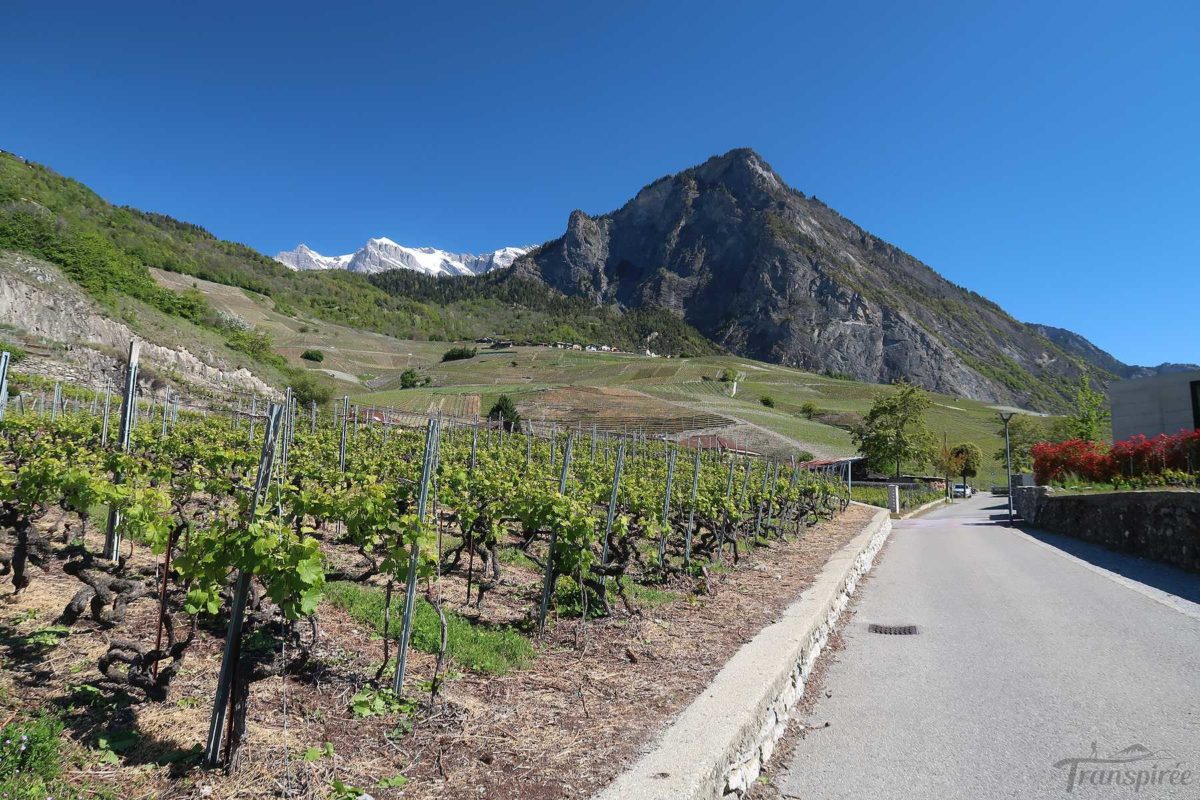 Via Ferrata Farinetta à Saillon – Transpiree