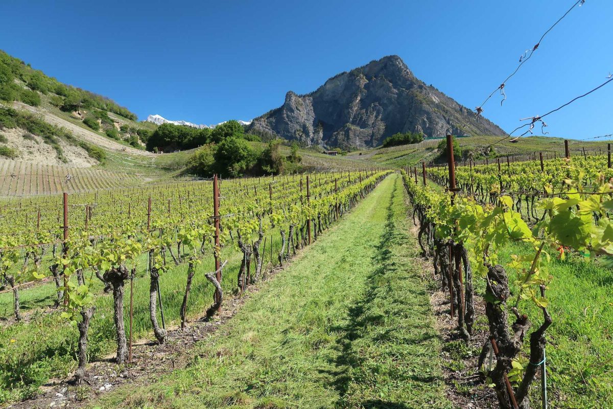 Via Ferrata Farinetta à Saillon – Transpiree