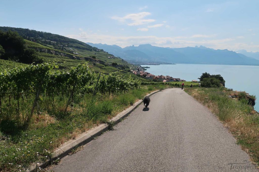 Randonnée à Cully depuis Chexbres et le vignoble du Lavaux – Transpiree
