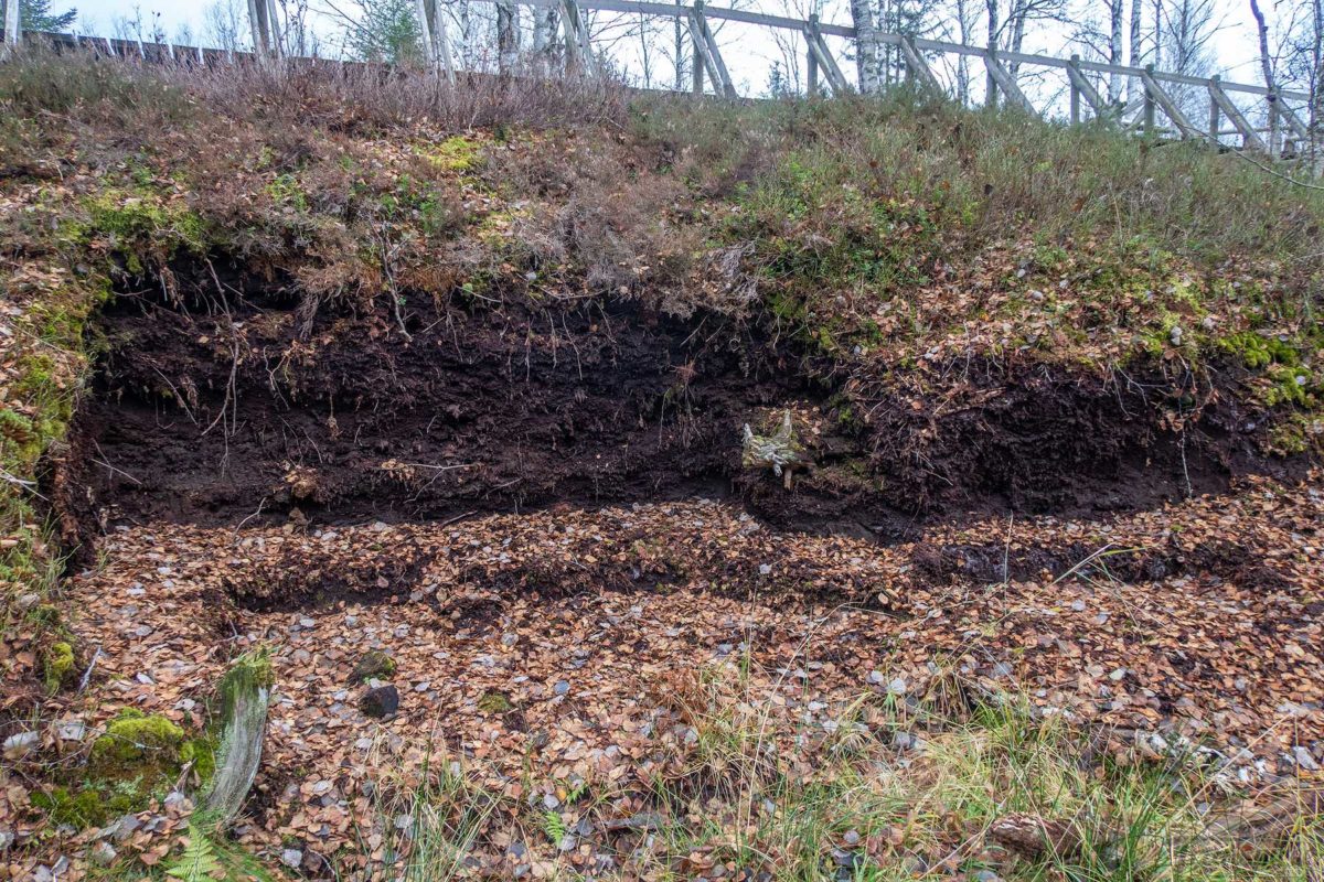 Randonnée à la tourbière des Ponts-de-Martel et sources sulfureuse et ...
