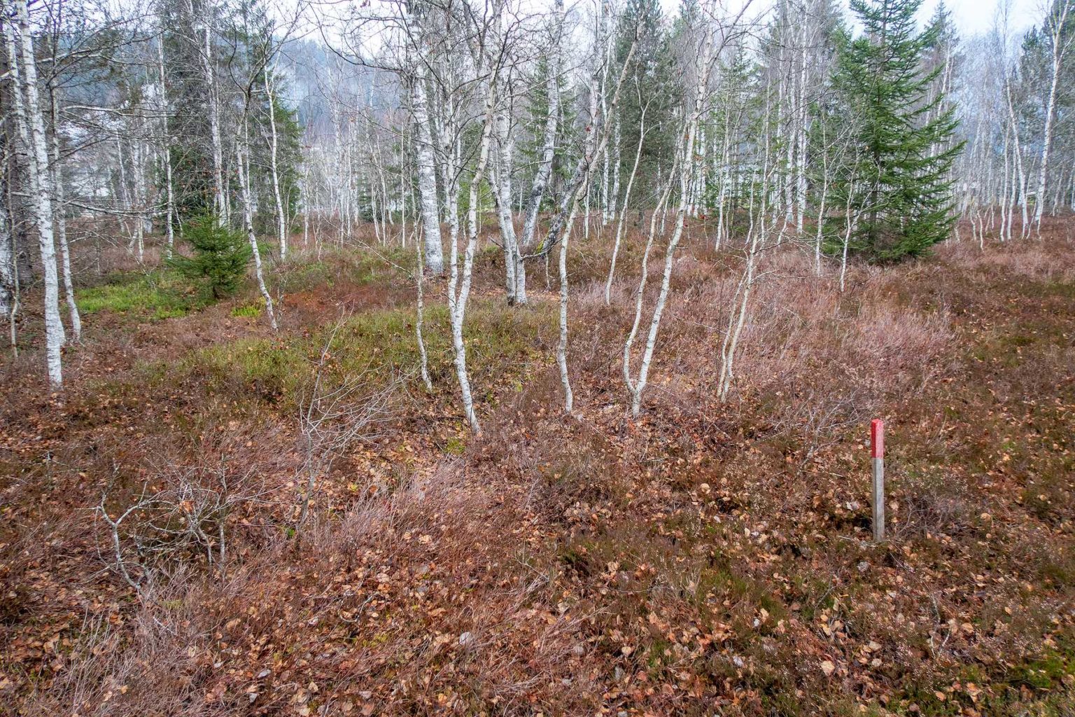 Randonnée à la tourbière des Ponts-de-Martel et sources sulfureuse et ...